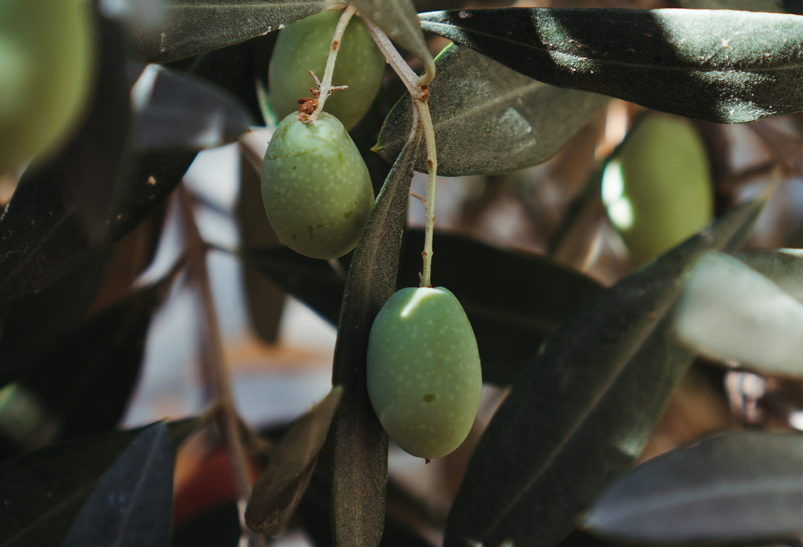 Alvinesa Acquires Genosa, Boosting Upcycled Ingredients Portfolio ...