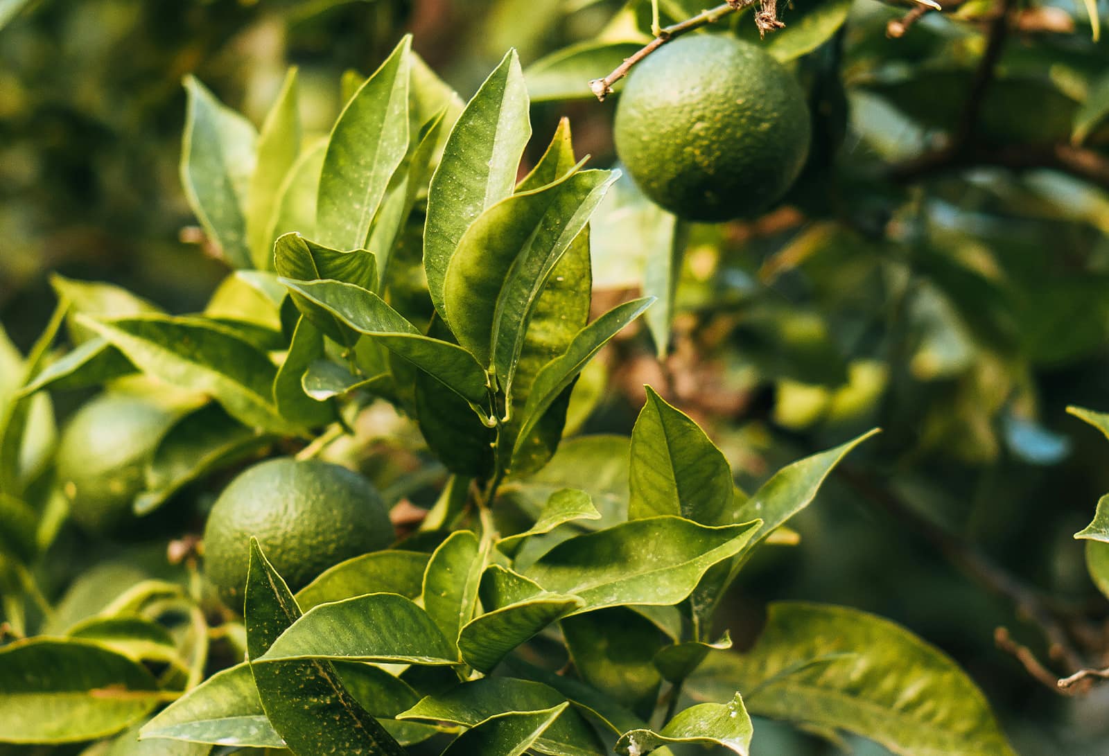 Berjé Acquires Global Citrus International and Acelim del Peru ...