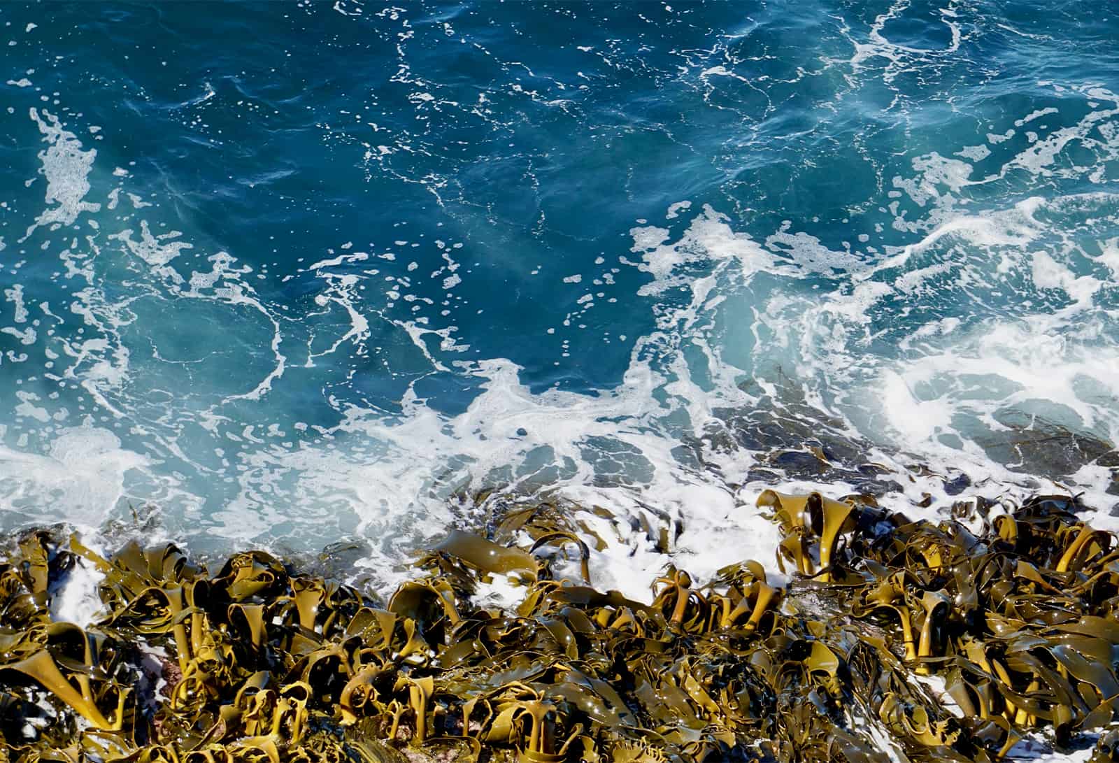 Macro Oceans Closes $7.5 Million Seed Round and Acquires Everything ...